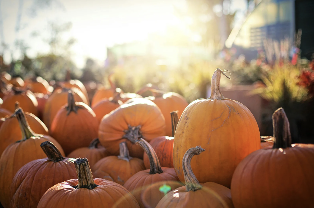 Fall Festival Season in Indianapolis - Avant Garde Limousines & Coach
